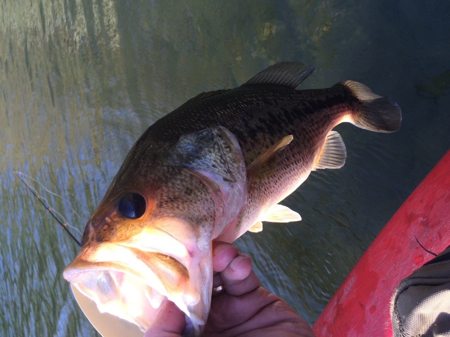 Fishing – Lake Minear Beach